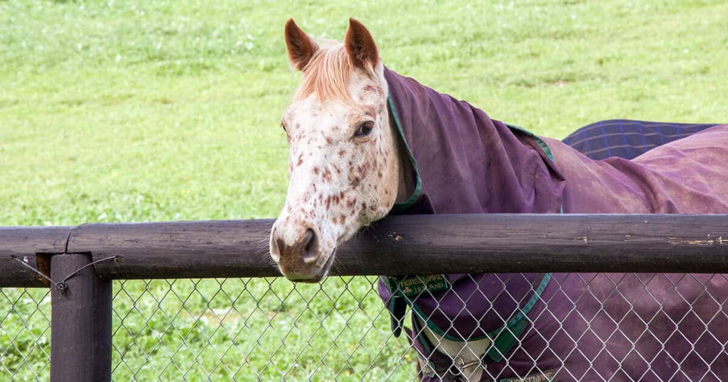 What Is Horse Rugging And What You Need To Take Into Consideration ...